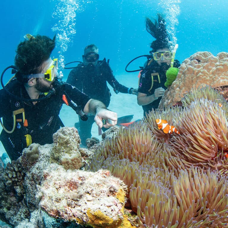 Silverswift - Quicksilver Cairns Great Barrier Reef Day Tour