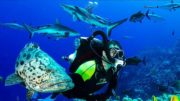 Mike Ball Dive Expeditions – Coral Sea Liveaboard Diving
