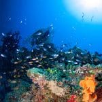 Silversonic Port Douglas Day Tour to Agincourt Ribbon Reefs