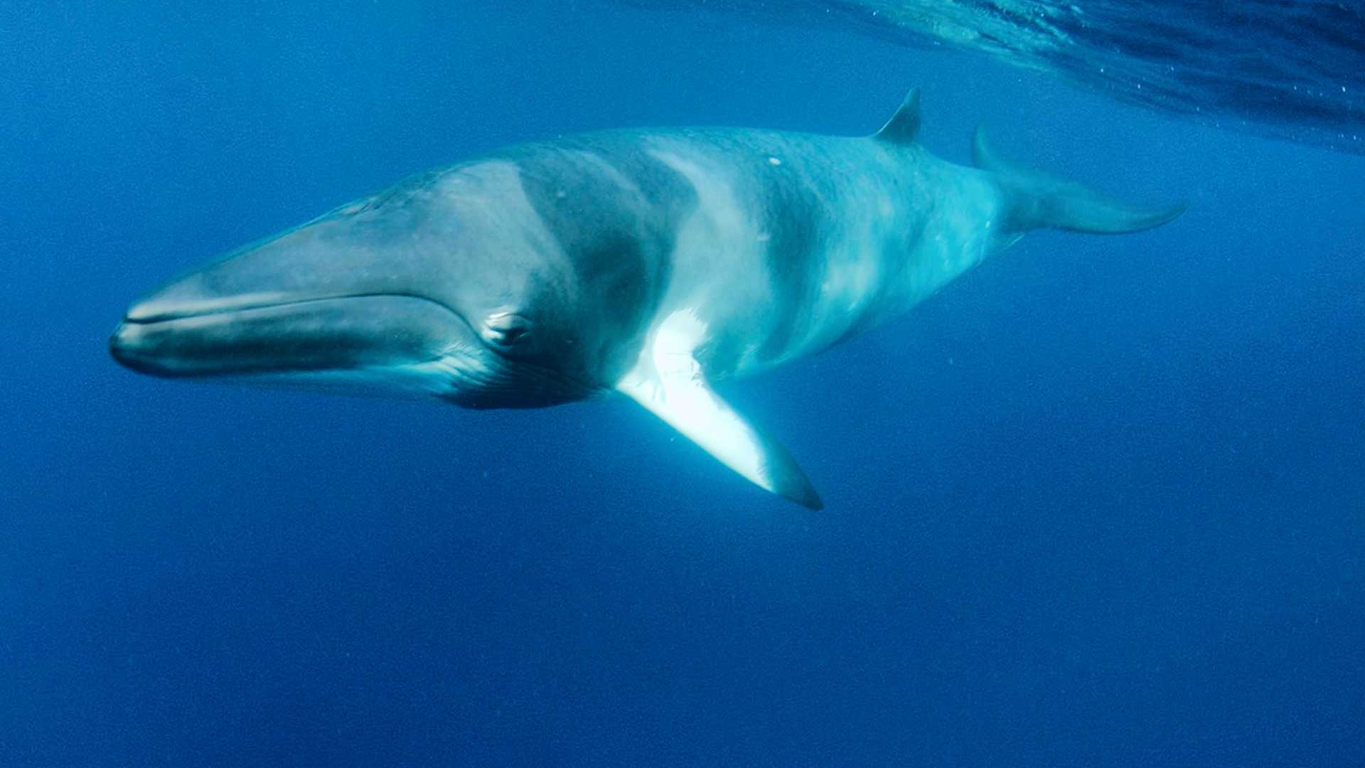 Cairns Diving News: Big Changes, Big Adventures & One Last Chance with ...