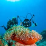 4-Day PADI Learn to Dive Course (Day Trips to Reef)