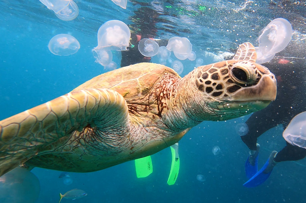 Snorkeling with Turtles from Cairns & Fitzroy Island!
