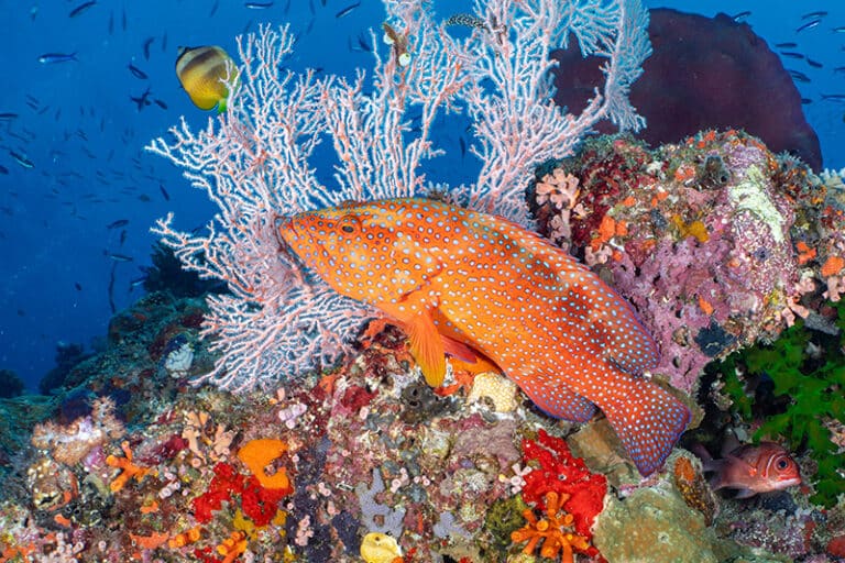 Mike Ball Coral Sea & Cod Hole Expedition - 5 Night Trip Review