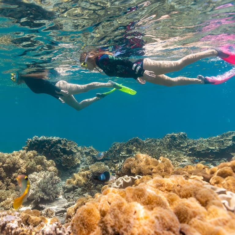 Sunlover Cruises - Reef & Island Tour: Moore Reef & Fitzroy Island Day ...