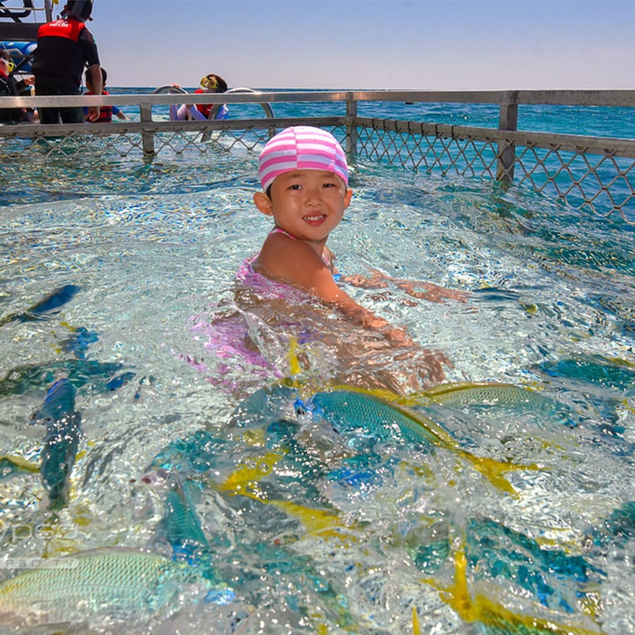 Sunlover Cruises - Reef & Island Tour: Moore Reef & Fitzroy Island Day ...